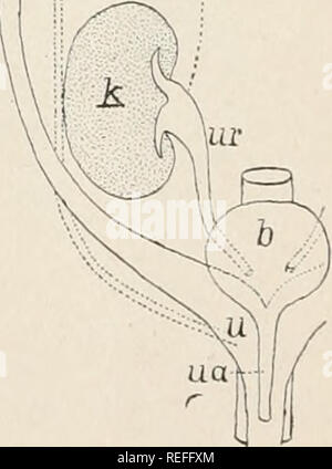 Anatomy of female urogenital system with bladder, uterus Stock Photo ...
