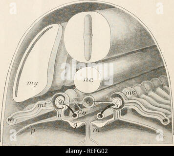 . Comparative anatomy. Anatomy, Comparative. NEPHROSTOME GLOMERULUS j ...