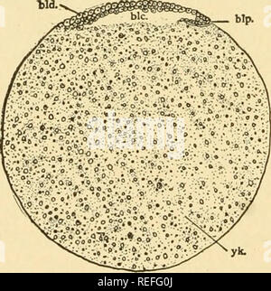 . Comparative anatomy. Anatomy, Comparative. GASTRULATION IN FORM WITH ...