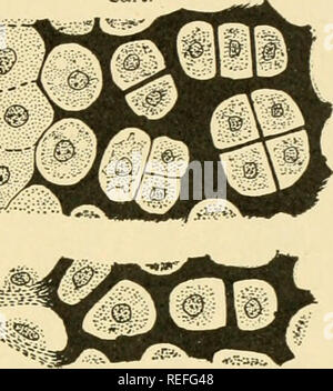 . Comparative anatomy. Anatomy, Comparative. REPRODUCTION 93 region ...