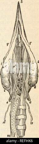. Comparative anatomy and physiology. Chap, iv.] BALEEN. 155 ...