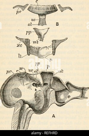 . Comparative anatomy and physiology. Chap, iv.] BALEEN. 155 ...