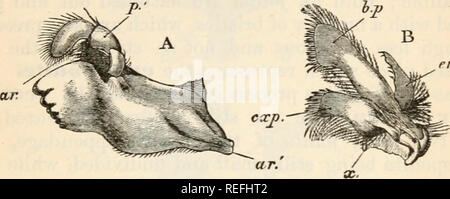 crayfish gastric mill function