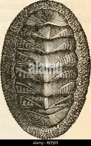 . Comparative anatomy and physiology. Chap. III.] ECHINODERMS. 61 tube ...