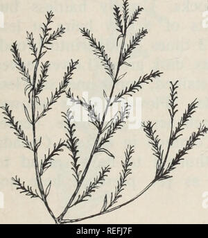 Rumex venosus Pursh Rumex venosus Pursh Stock Photo - Alamy