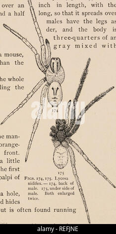. The common spiders of the United States. Spiders -- United States ...
