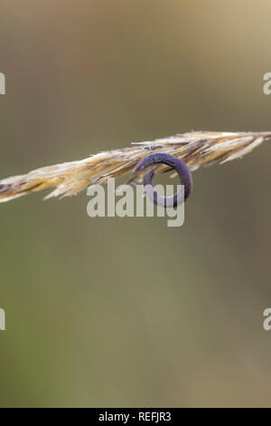 Ergot Fungus (Claviceps purpurea Stock Photo - Alamy