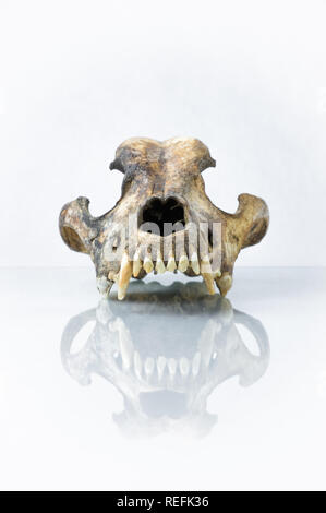 Canine skull close up. Background for Halloween. Anatomical model of ...
