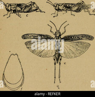 LOCUST WITH SPREAD WINGS Stock Photo - Alamy