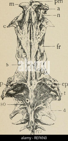 . Commissioners' report . Fig. 3 A.—Cranium and Anterior Vertebr.eOF ...