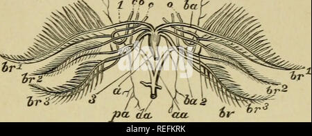 . The common frog. Frogs. Fig. 82.—The Circulation of a 'ladpole in its ...