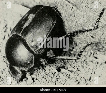 . Common Illinois insects : and why they are interesting. Insects ...