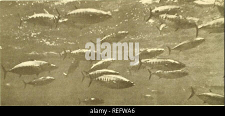 Anchovy small fish known locally as 'Hamsi', Trabzon, Black Sea port of ...