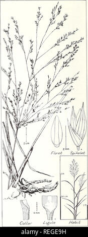 Switchgrass (Panicum virgatum) in large clay vases, Allgaeu, Bavaria ...