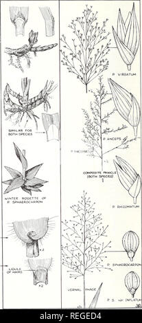 Switchgrass (Panicum virgatum) in large clay vases, Allgaeu, Bavaria ...