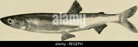 Small fishes called smelt in the plate Stock Photo - Alamy