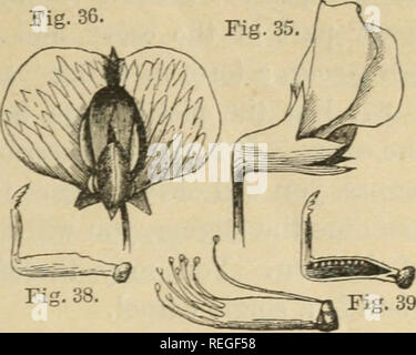 . Beginners' botany. Botany. 36 BEGINNERS' BOTANY Some plants bear ...
