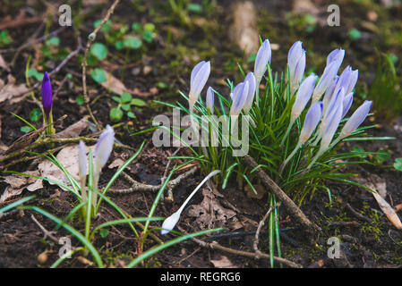 blooming purple snowdrops close up. spring is coming Stock Photo - Alamy