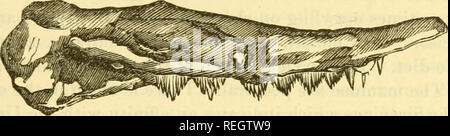Fossil Teeth of Zeuglodon Stock Photo - Alamy