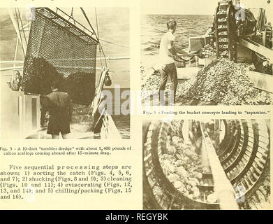Scallops, processing scallops at a commercial fish processing Stock ...
