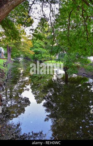 Views of trees and unique nature aspects surrounding New Orleans ...