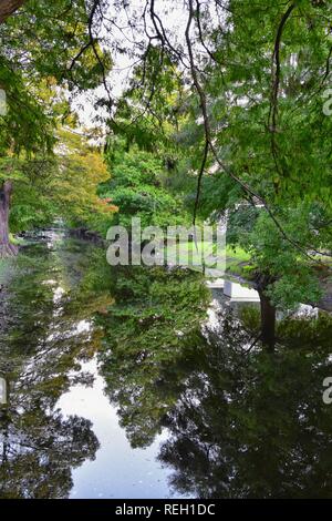Views of trees and unique nature aspects surrounding New Orleans ...