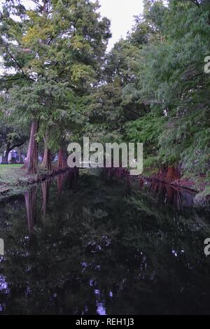 Views of trees and unique nature aspects surrounding New Orleans ...