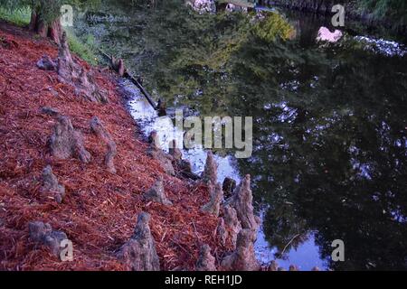 Views of trees and unique nature aspects surrounding New Orleans ...