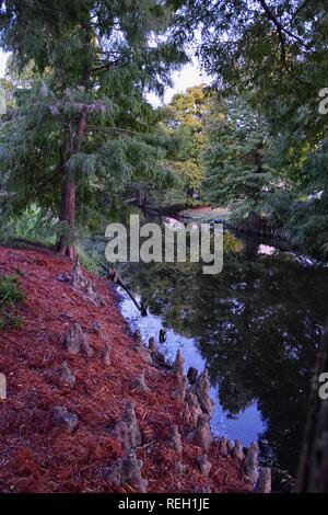 Views of trees and unique nature aspects surrounding New Orleans ...