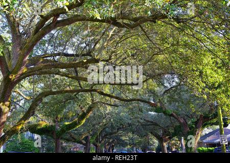Views of trees and unique nature aspects surrounding New Orleans ...