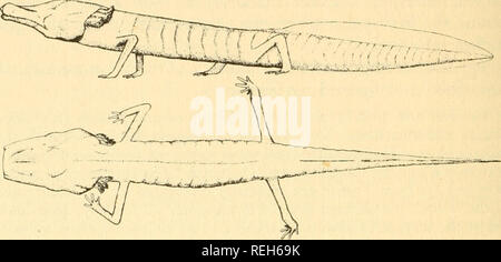 Texas Blind Cave Salamander Stock Photo - Alamy