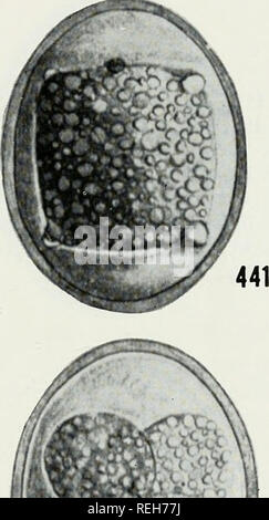 . The coccidian parasites (Protozoa, Sporozoa) of rodents. Coccidium ...