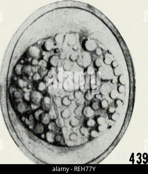 . The coccidian parasites (Protozoa, Sporozoa) of rodents. Coccidium ...