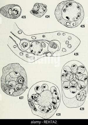 . The coccidian parasites (Protozoa, Sporozoa) of rodents. Coccidium ...