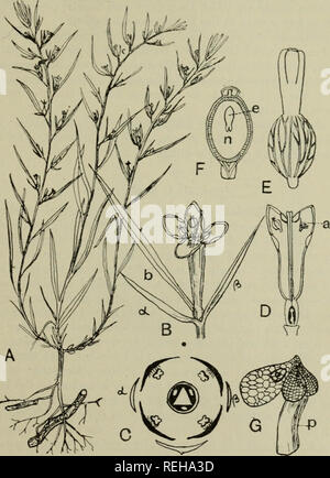 . The classification of flowering plants. Plants. Fig. 24. Transverse ...