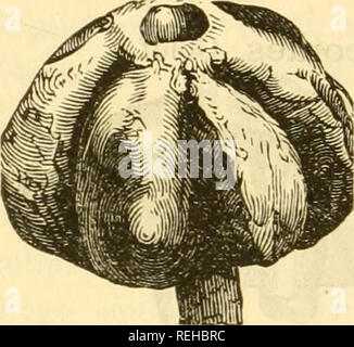 Receptaculites oweni Hall Stock Photo - Alamy