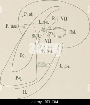 . The Columella auris in Amphibia. . Fig. 11. Ambystoma punctatum ...