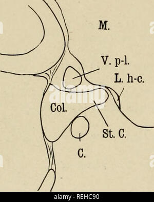 . The Columella auris in Amphibia. . Fig. 11. Ambystoma punctatum ...