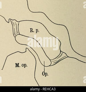 . The Columella auris in Amphibia. . Fig. 11. Ambystoma punctatum ...