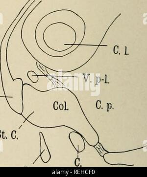 . The Columella auris in Amphibia. . Fig. 11. Ambystoma punctatum ...