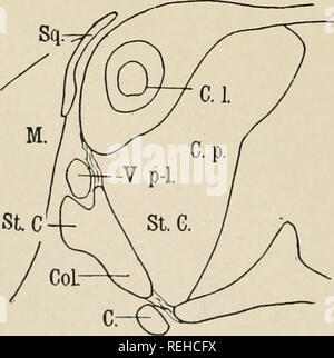 . The Columella auris in Amphibia. . Fig. 11. Ambystoma punctatum ...