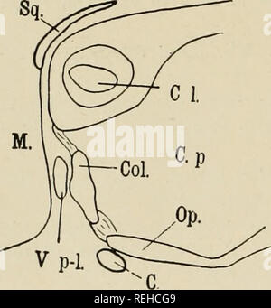 . The Columella auris in Amphibia. . Fig. 11. Ambystoma punctatum ...
