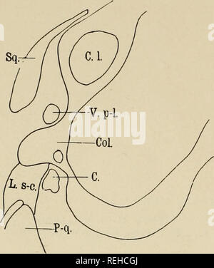 . The Columella auris in Amphibia. . Fig. 11. Ambystoma punctatum ...