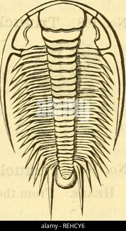 Phacops rana (Green Stock Photo - Alamy