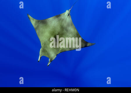 Atlantic devil ray, (Mobula hypostoma ) with blue background ...