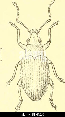 . Coleoptera. Rhynchophora:-Curculionidæ,. Curculionidae. MYLLOCERUS ...