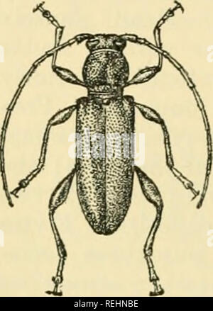 . Coleoptera. Vol. I. [Longicornia. Part I.]. Beetles; Cerambycidae. 42 ...