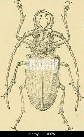. Coleoptera. Vol. I. [Longicornia. Part I.]. Beetles; Cerambycidae ...