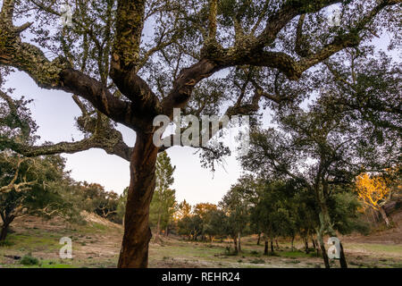 Cork oak trees in Portugal Stock Photo - Alamy
