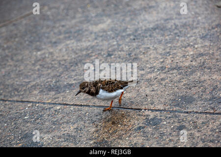 Sandpiper looking for handouts on the harbour at Brixham, Devon Stock ...